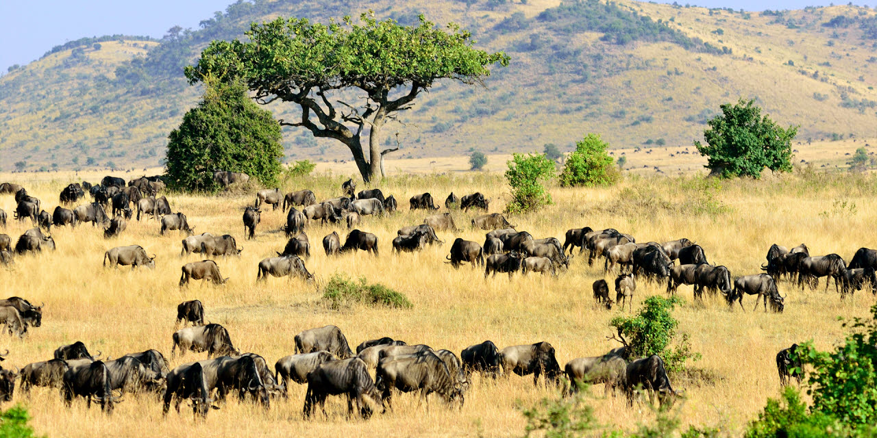 Masai Mara - Oplev Kenyas fantastiske safariområde | Bravo Safari